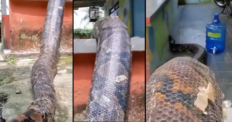 10 of the World's Biggest Snakes