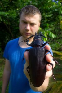 Meet the Giant Titan Beetle, One of World’s Largest Flying Insects!
