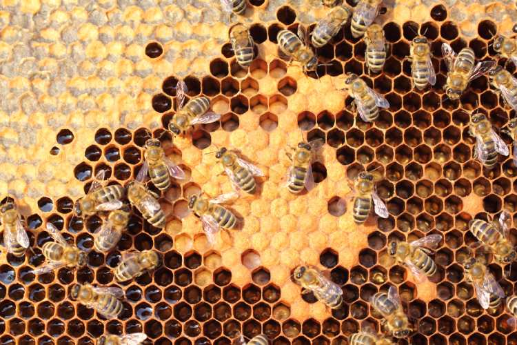 Are honey bees really declining? Or are we saving the wrong bees?