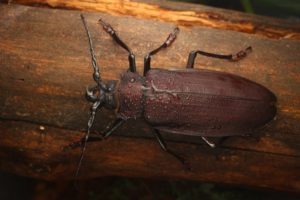 Meet the Giant Titan Beetle, One of World’s Largest Flying Insects!