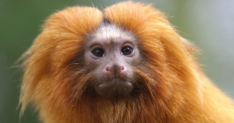 50 Cool Animal Facts to Spark Your Curiosity About Wildlife