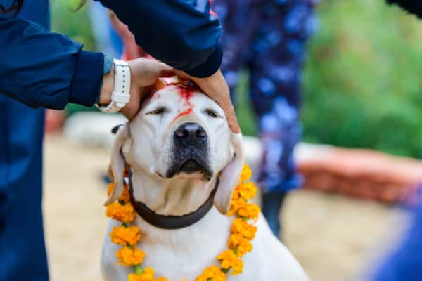 Nepal Celebrates Kukur Tihar in Honor of Dogs