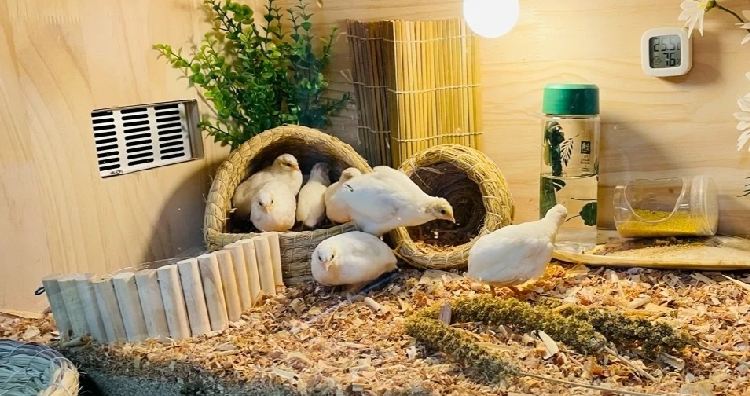 Rutin Chickens Are One of the World's Smallest Chickens