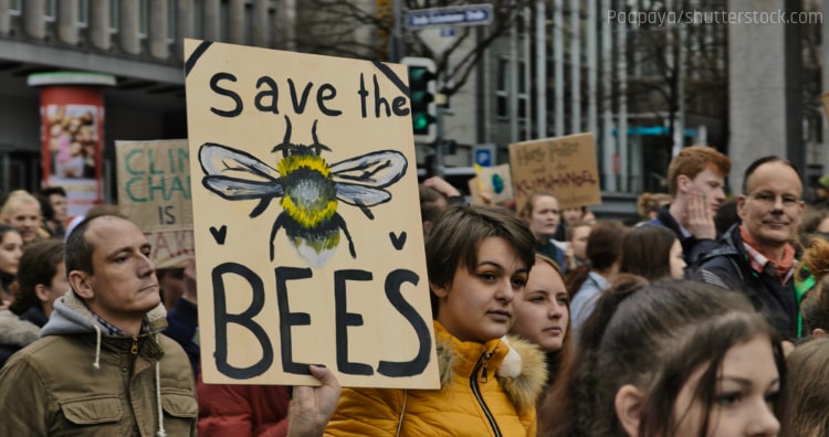 Are honey bees really declining? Or are we saving the wrong bees?