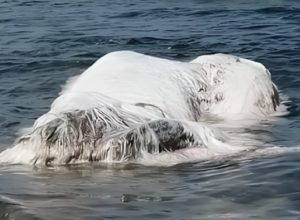 What's the Real Story of Globster, the So-Called Sea Monster?