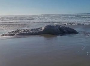 What's the Real Story of Globster, the So-Called Sea Monster?