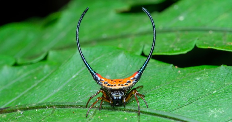 The Horned Spider Looks Scary, but Is Actually Harmless