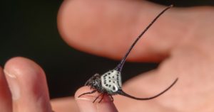 The Horned Spider Looks Scary, but Is Actually Harmless