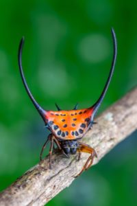 The Horned Spider Looks Scary, but Is Actually Harmless