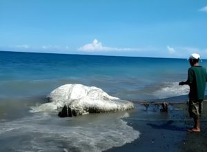 What's the Real Story of Globster, the So-Called Sea Monster?